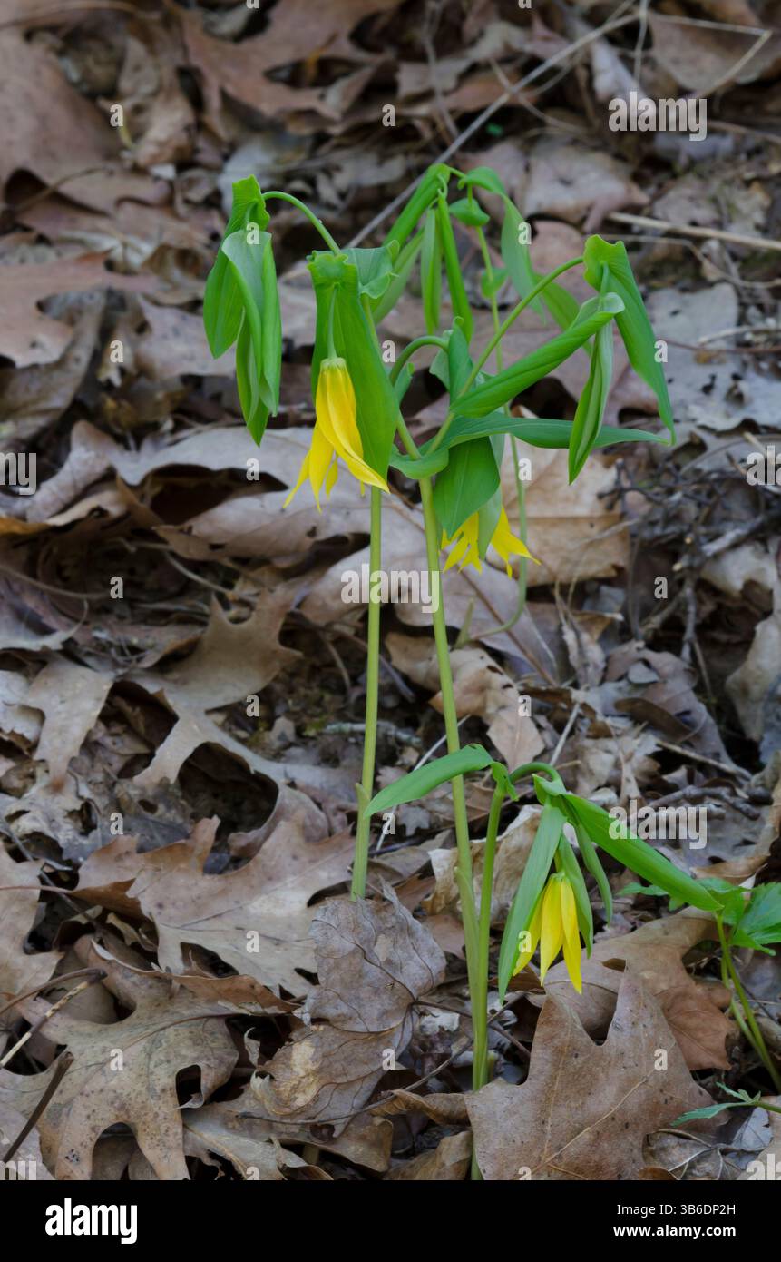 Large Flower Bellwort Uvularia Grandiflora Stock Photo Alamy