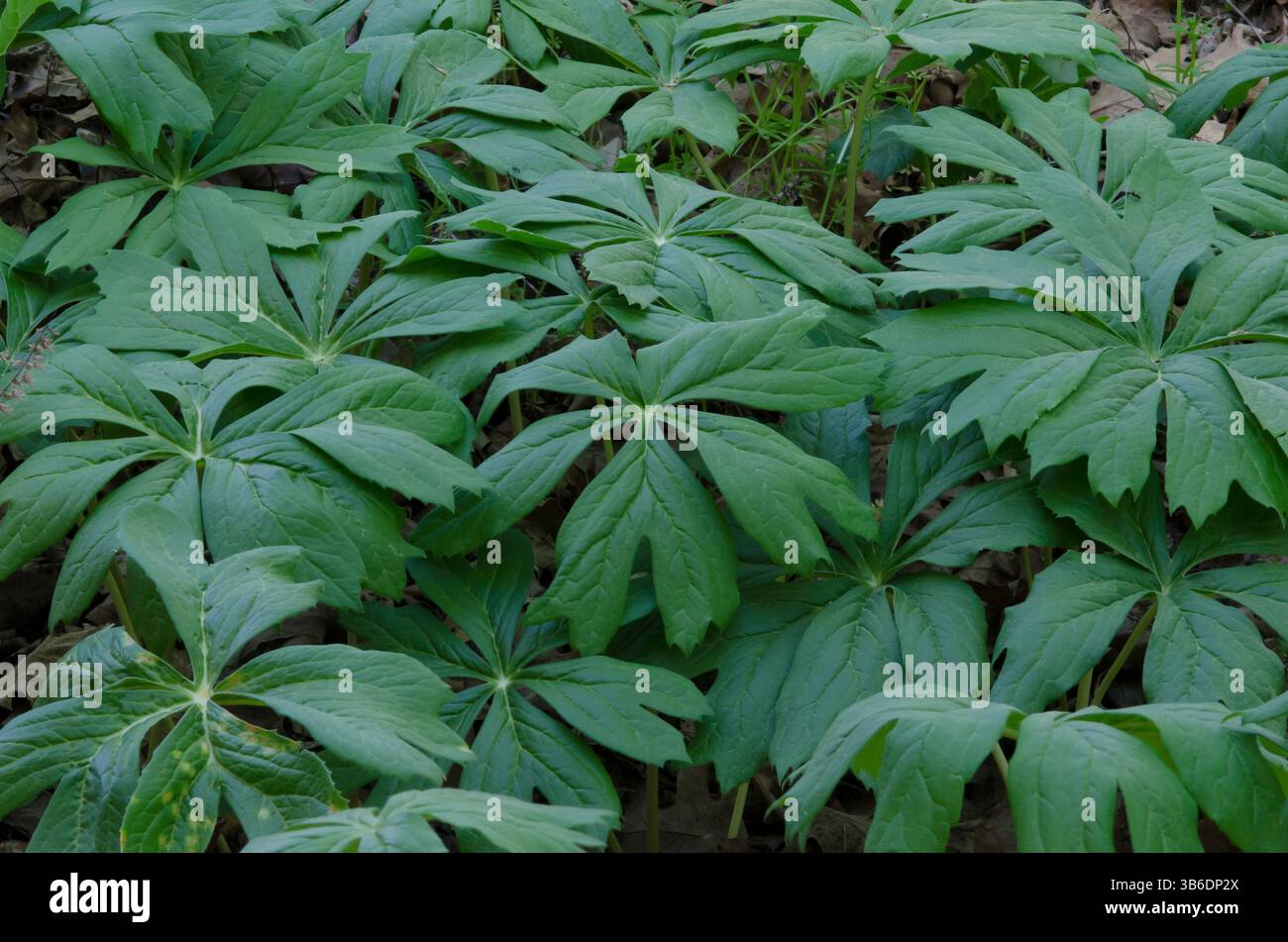 Mayapple, Podophyllum peltatum Stock Photo - Alamy
