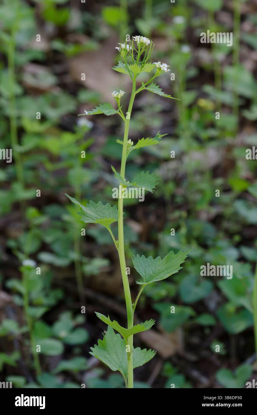 Garlic Mustard, Alliaria petiolata Stock Photo - Alamy