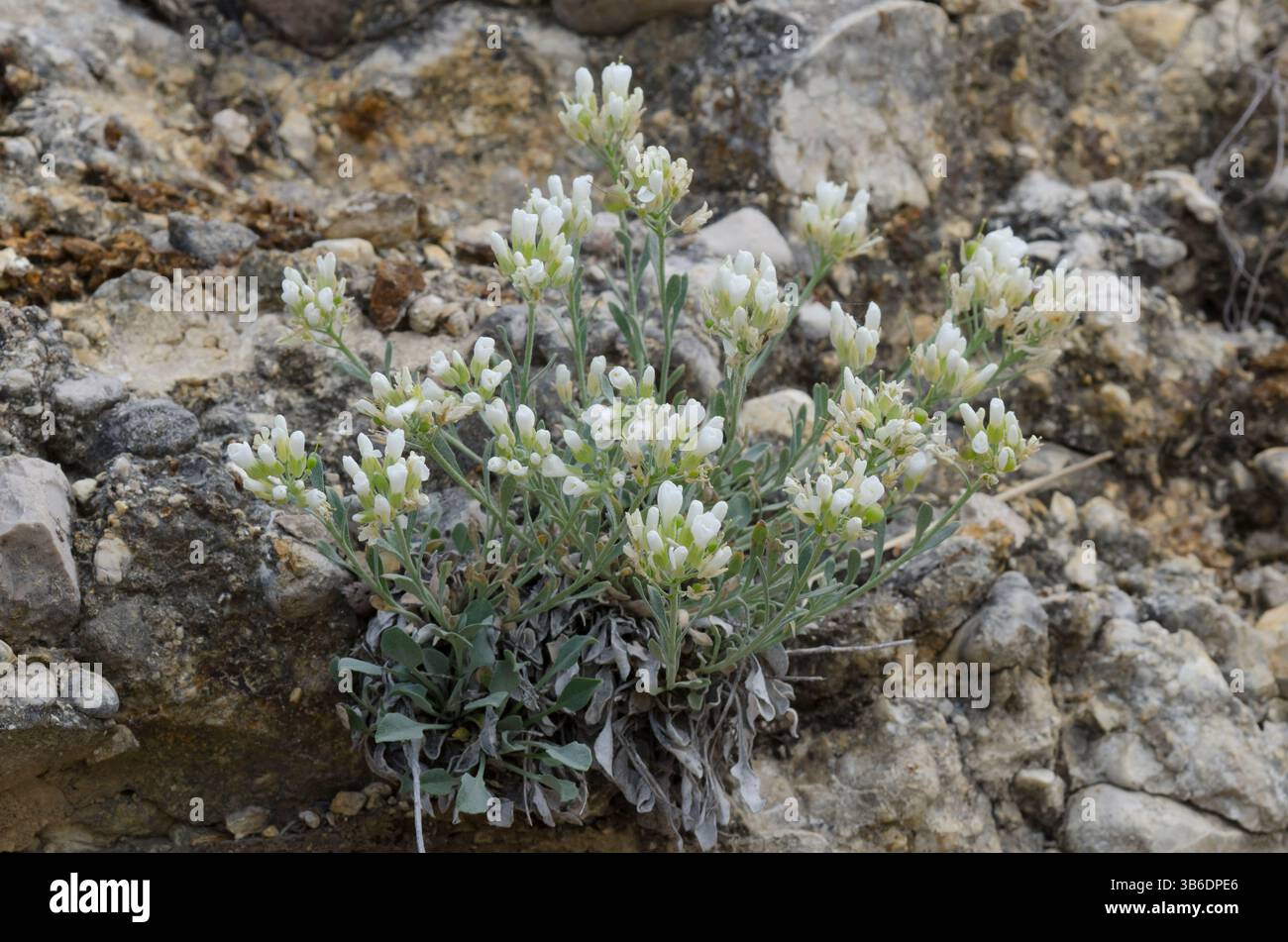 White Oval-leaf Bladderpod, Physaria ovalifolia ssp. alba, with fruit ...