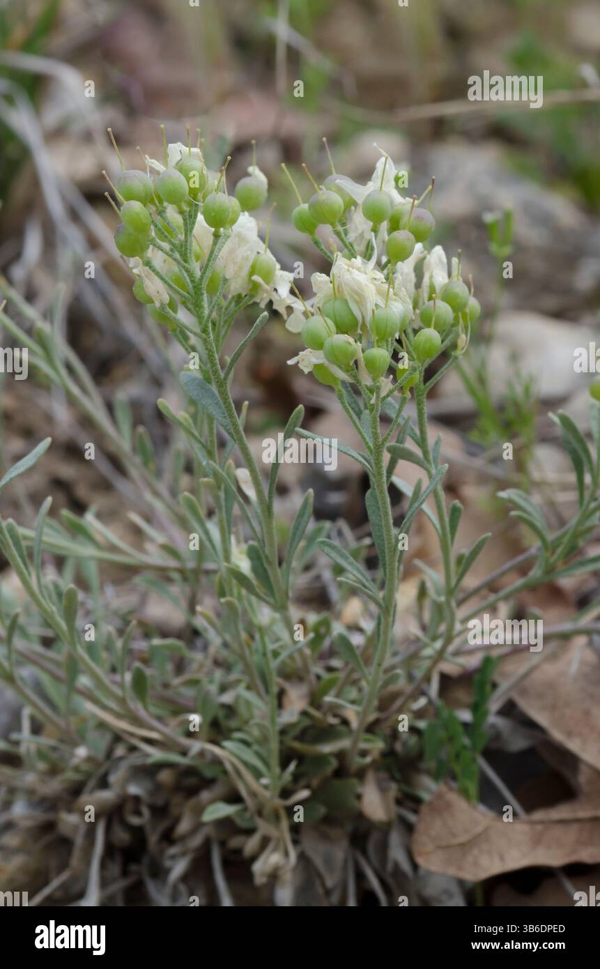 White Oval-leaf Bladderpod, Physaria ovalifolia ssp. alba, with fruit ...