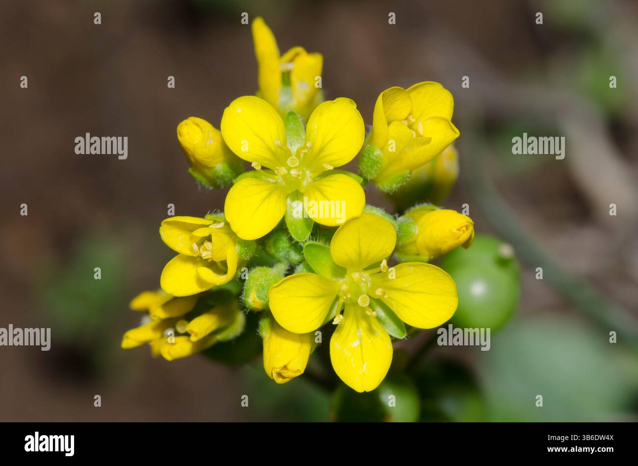 Gordon's Bladderpod, Physaria gordonii Stock Photo - Alamy