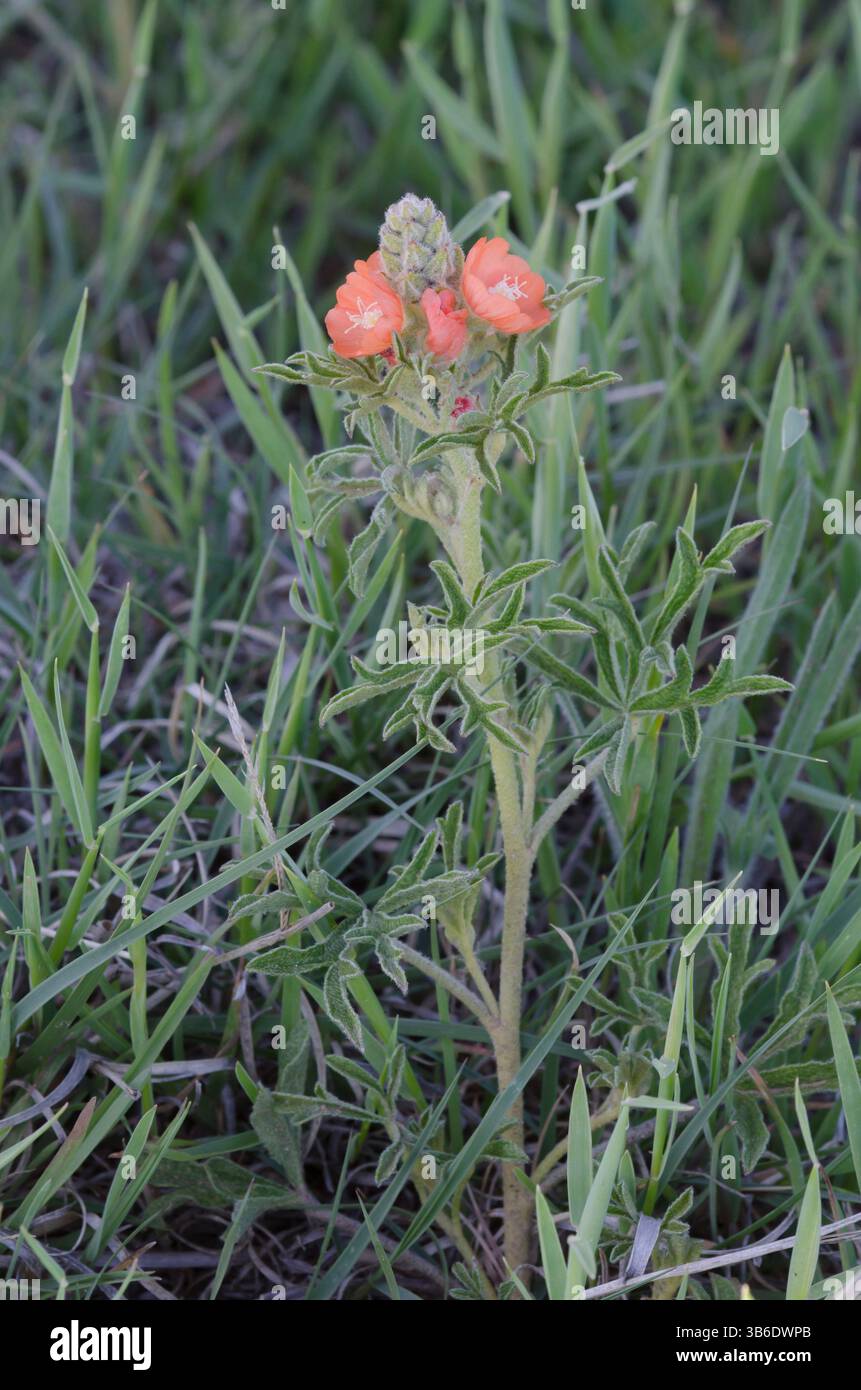 Scarlet Globemallow, Sphaeralcea coccinea Stock Photo - Alamy