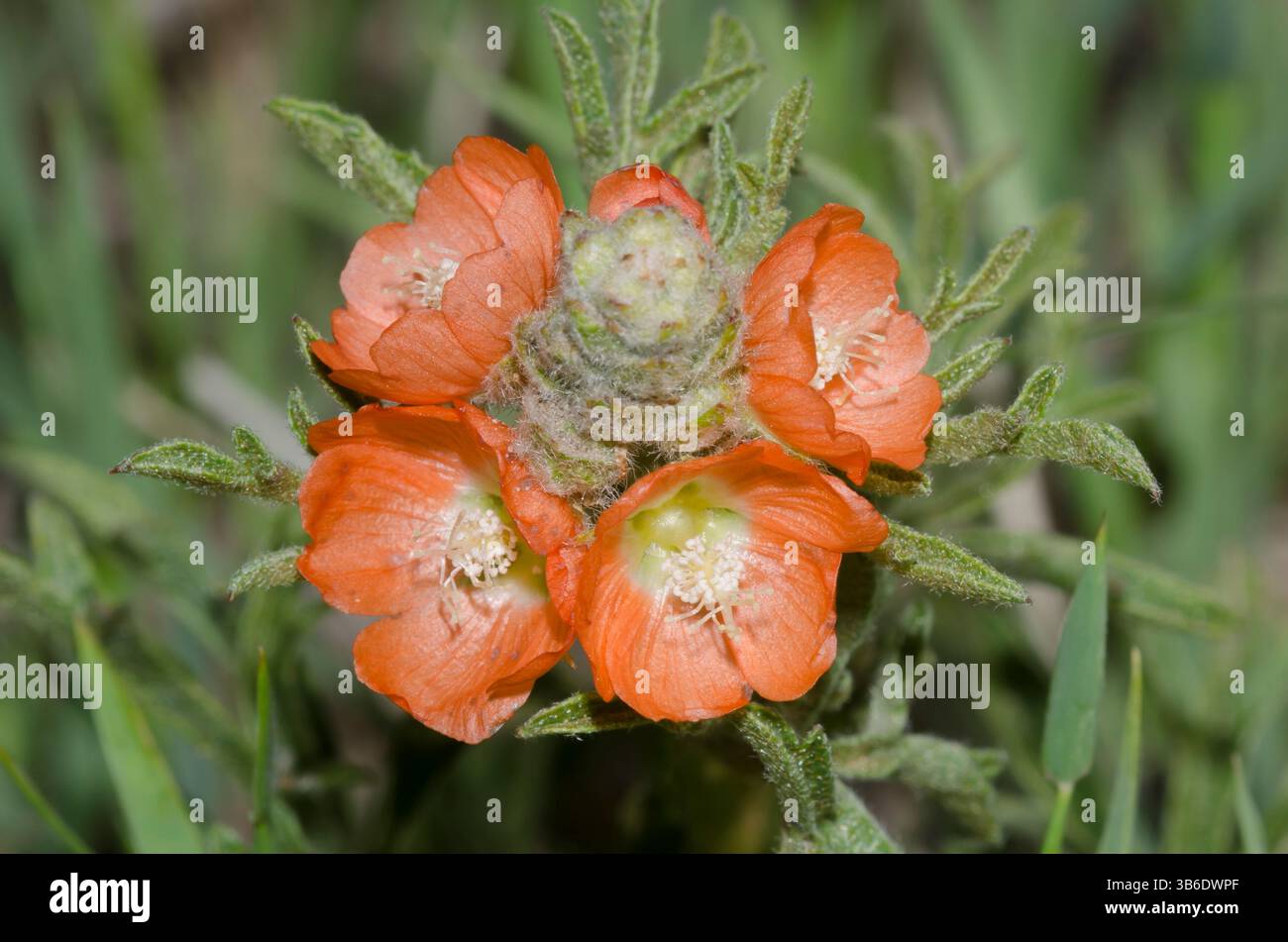 Scarlet Globemallow, Sphaeralcea coccinea Stock Photo - Alamy
