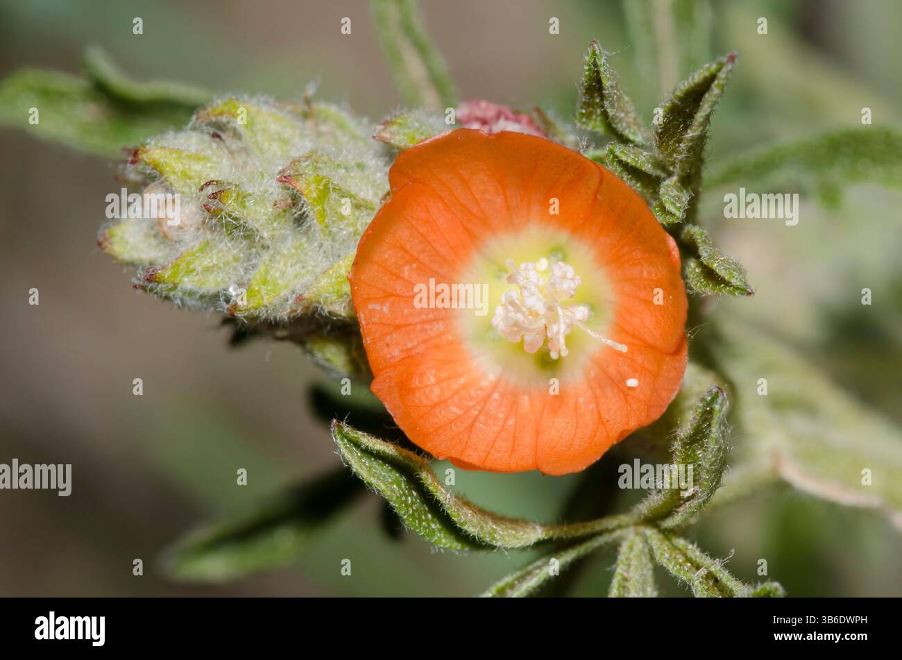 Globemallow sphaeralcea hi-res stock photography and images - Alamy