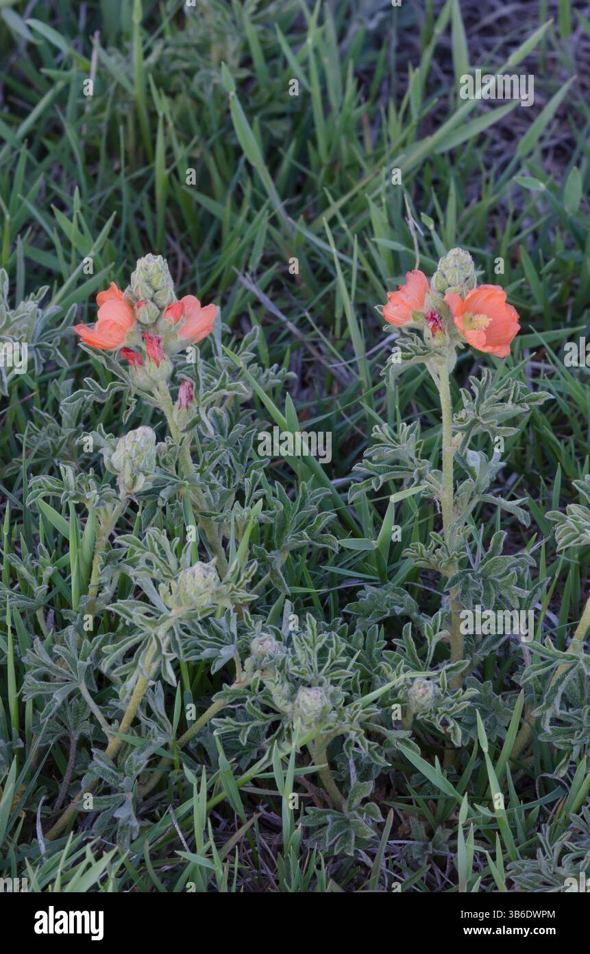 Globemallow sphaeralcea hi-res stock photography and images - Alamy