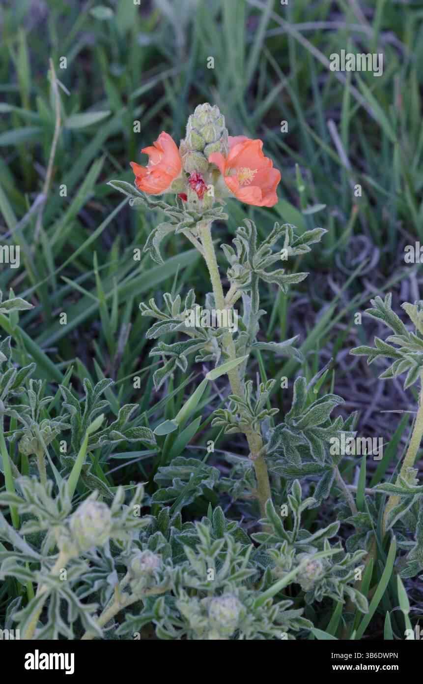 Scarlet Globemallow, Sphaeralcea coccinea Stock Photo - Alamy