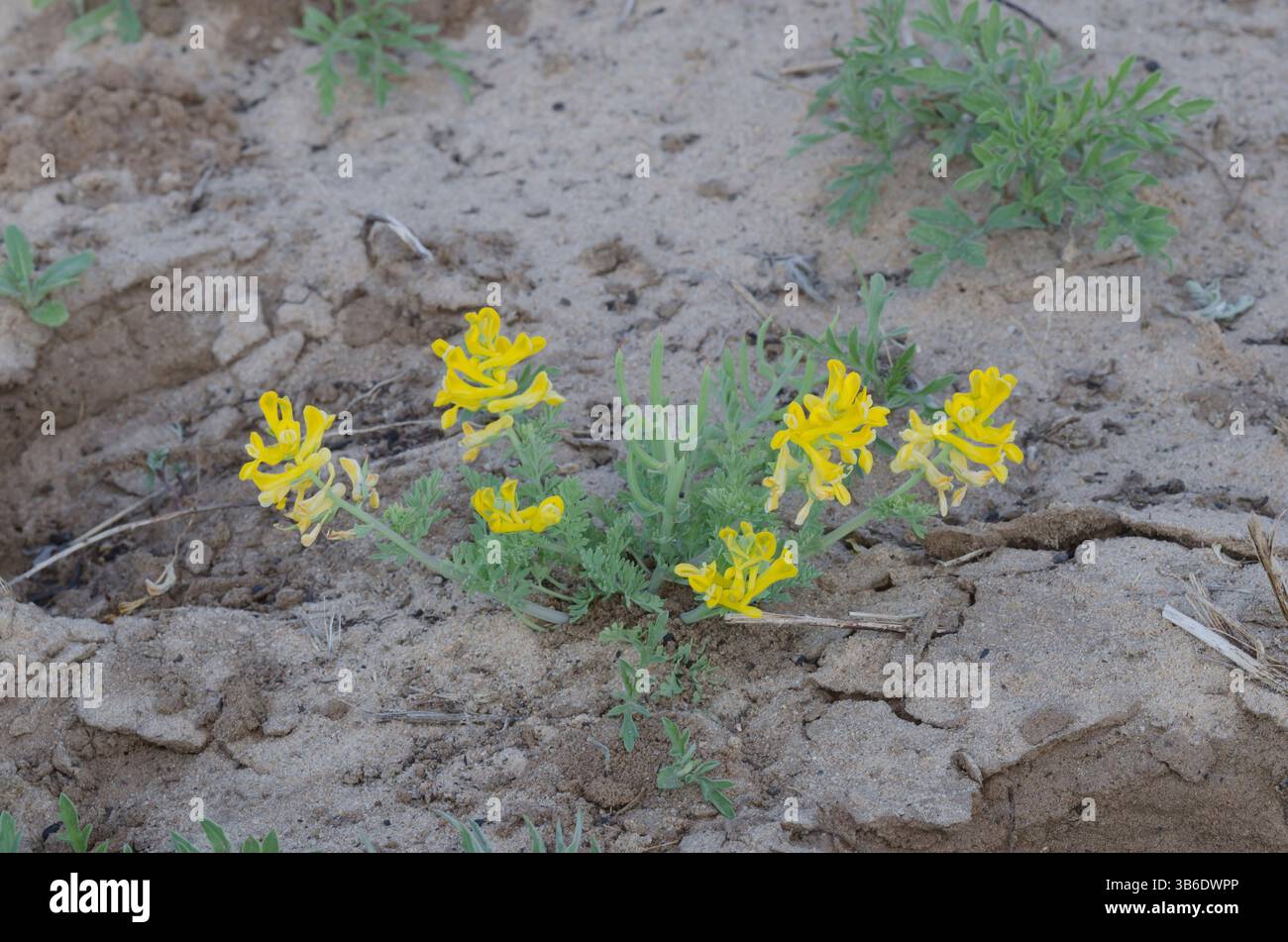 Golden Corydalis, Corydalis aurea Stock Photo - Alamy