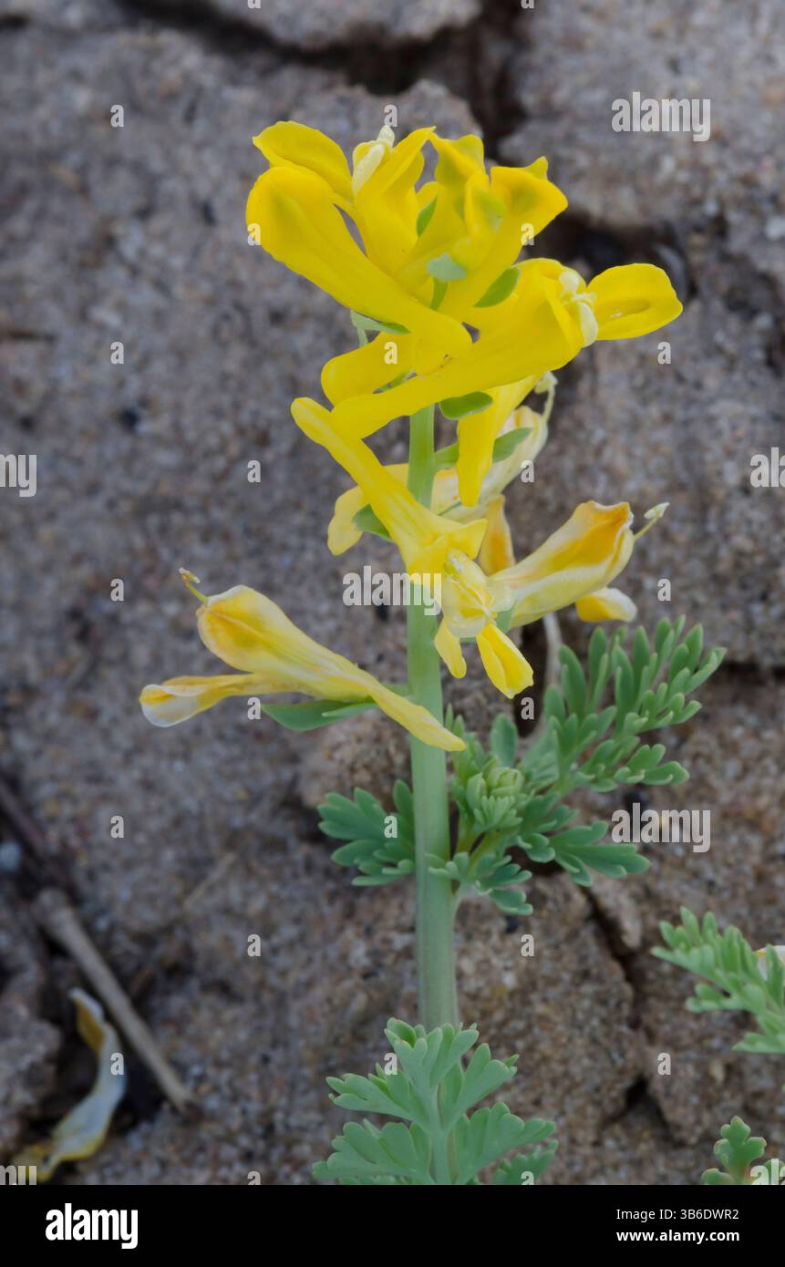 Golden Corydalis, Corydalis aurea Stock Photo - Alamy
