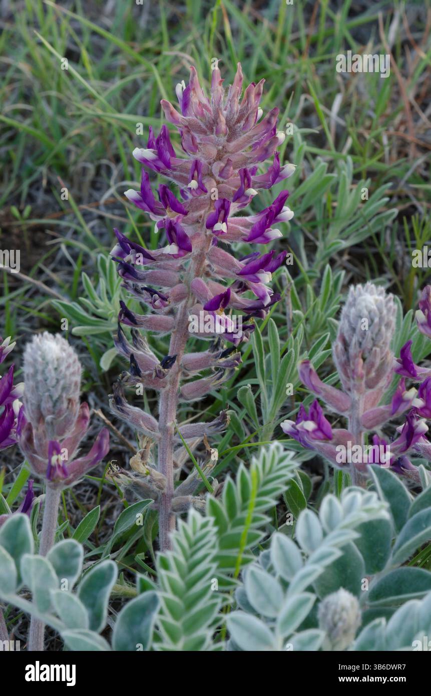 Woolly Locoweed, Astragalus mollissimus Stock Photo - Alamy