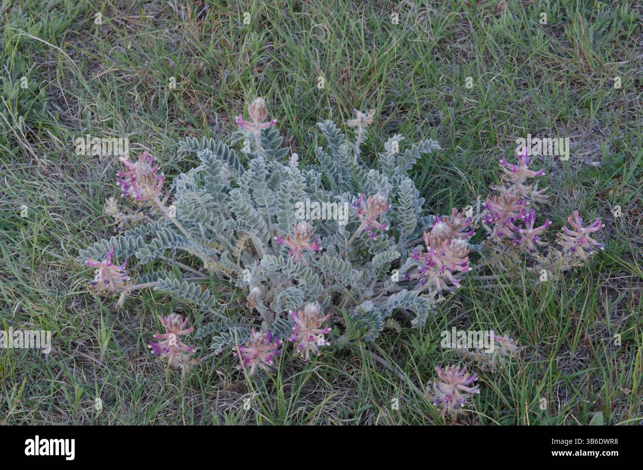 Woolly Locoweed, Astragalus mollissimus Stock Photo - Alamy