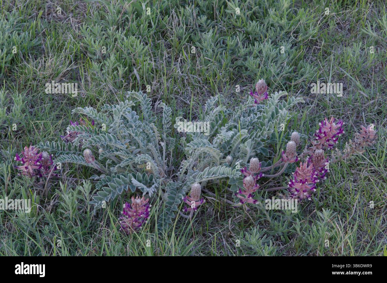 Wooly loco hi-res stock photography and images - Alamy