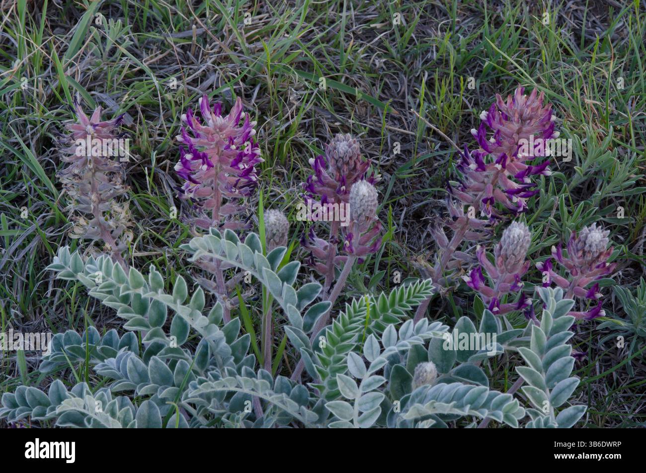 Woolly Locoweed, Astragalus mollissimus Stock Photo - Alamy