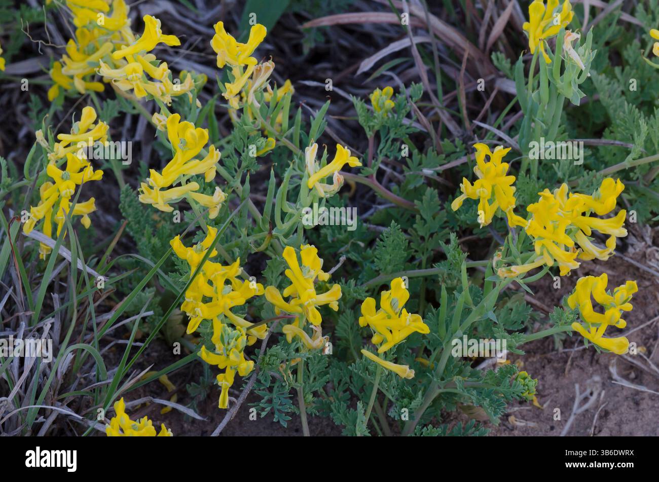 Golden Corydalis, Corydalis aurea Stock Photo - Alamy