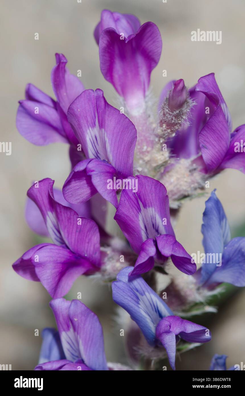 Purple Locoweed, Oxytropis lambertii Stock Photo - Alamy
