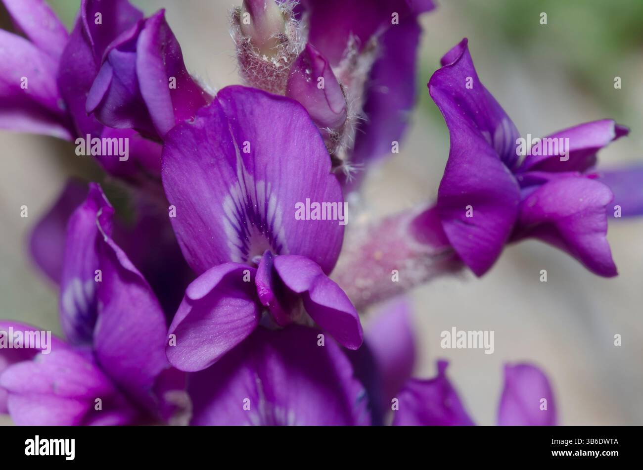 Purple Locoweed, Oxytropis lambertii Stock Photo - Alamy