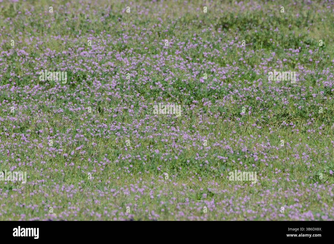 Redstem Stork's Bill, Erodium cicutarium Stock Photo - Alamy