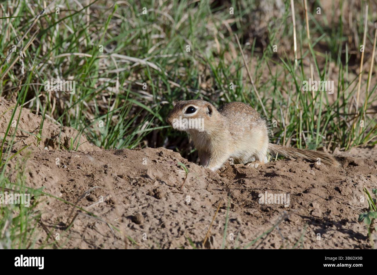 Spotted Ground Squirrel, Xerospermophilus spilosoma, male Stock Photo ...