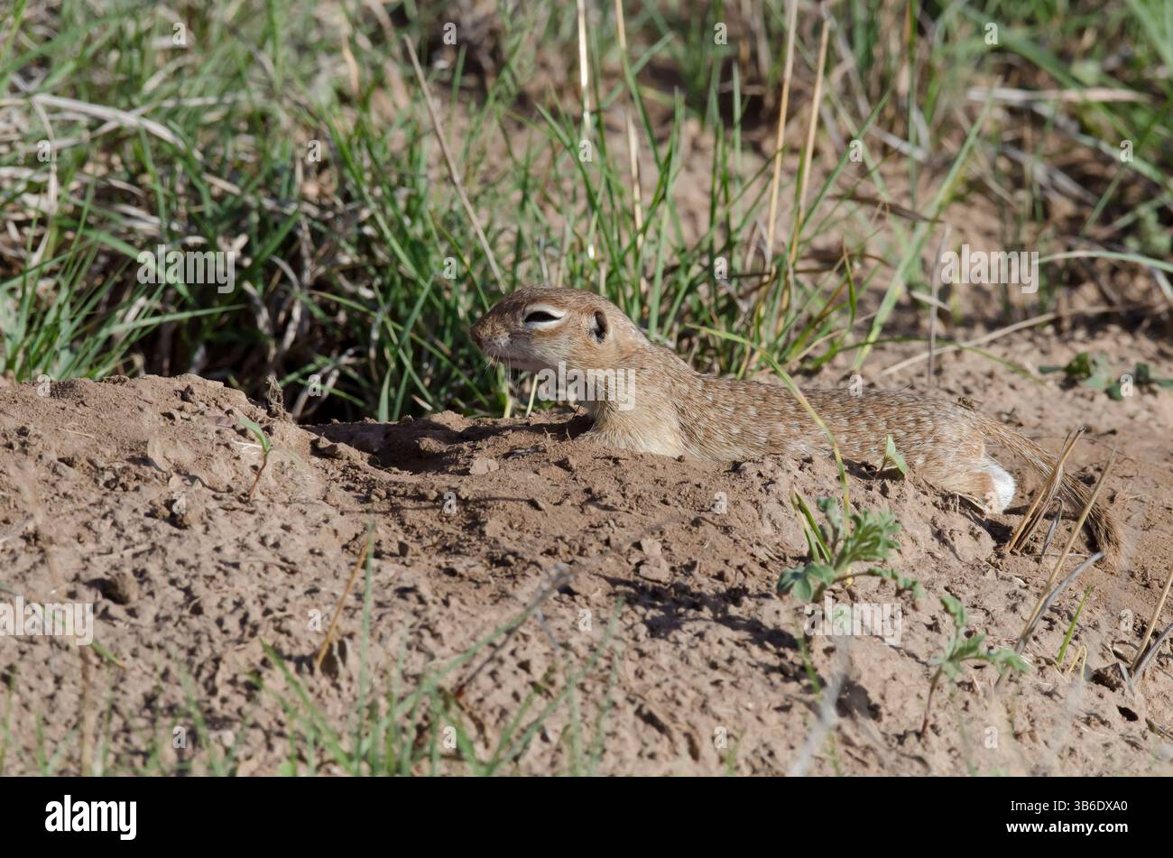 Spotted Ground Squirrel, Xerospermophilus spilosoma, male sliding in ...