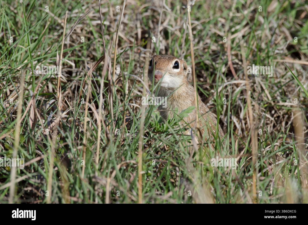 Spotted Ground Squirrel, Xerospermophilus spilosoma, male hiding in grass Stock Photo - Alamy