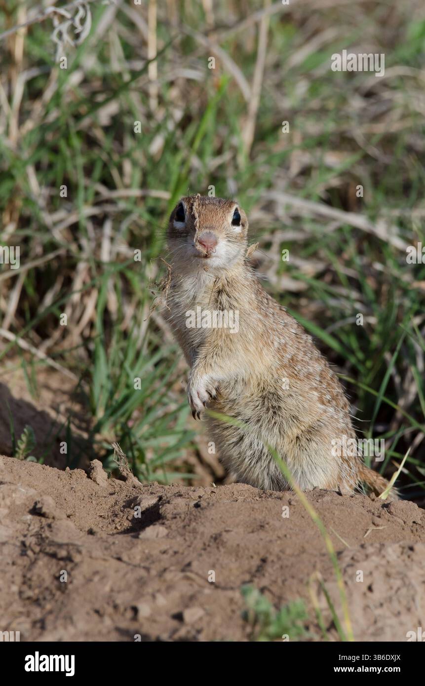 Spotted Ground Squirrel, Xerospermophilus spilosoma, male Stock Photo - Alamy