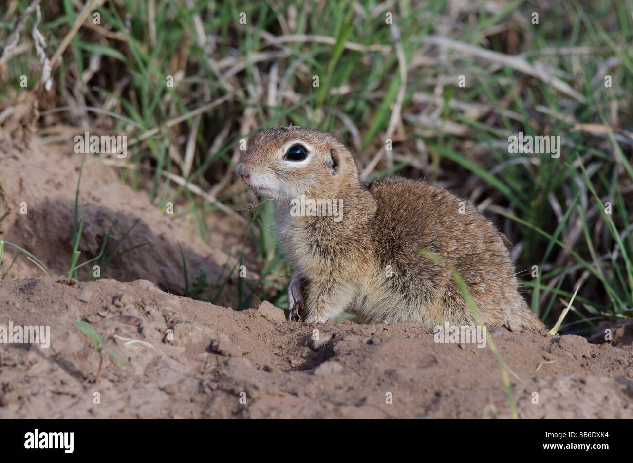 Spotted Ground Squirrel, Xerospermophilus spilosoma, male Stock Photo - Alamy