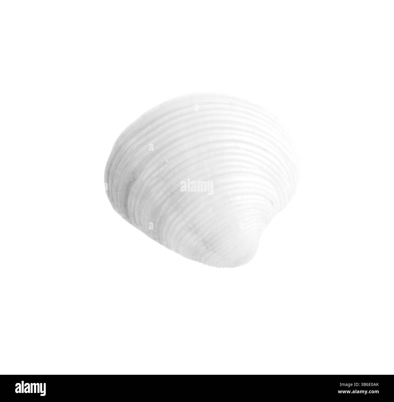 Tropical seashell on beach Black and White Stock Photos & Images - Alamy