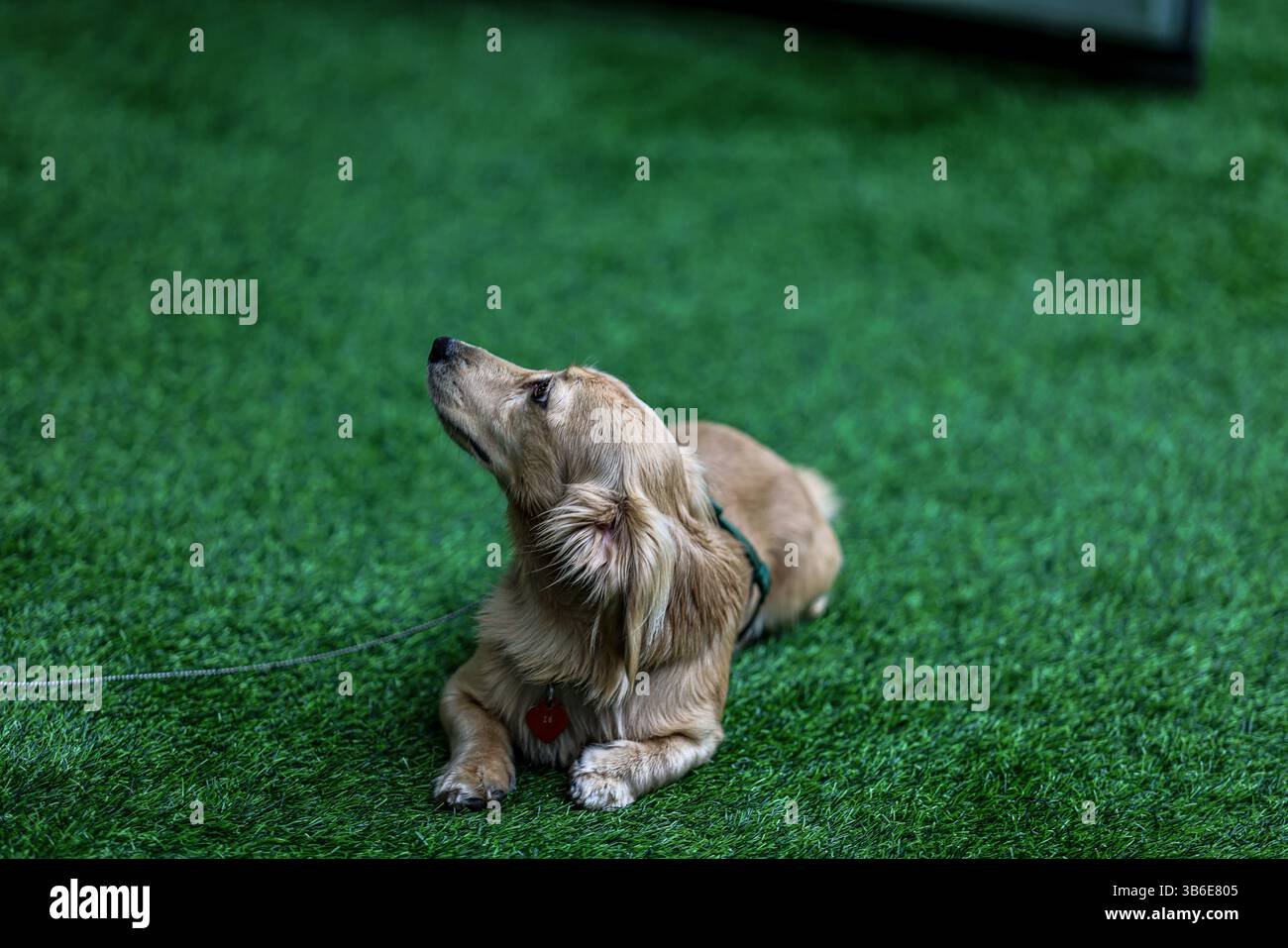 May 3, 2025, Miami, Florida, USA: Charles Leclerc (MON) - Scuderia ...