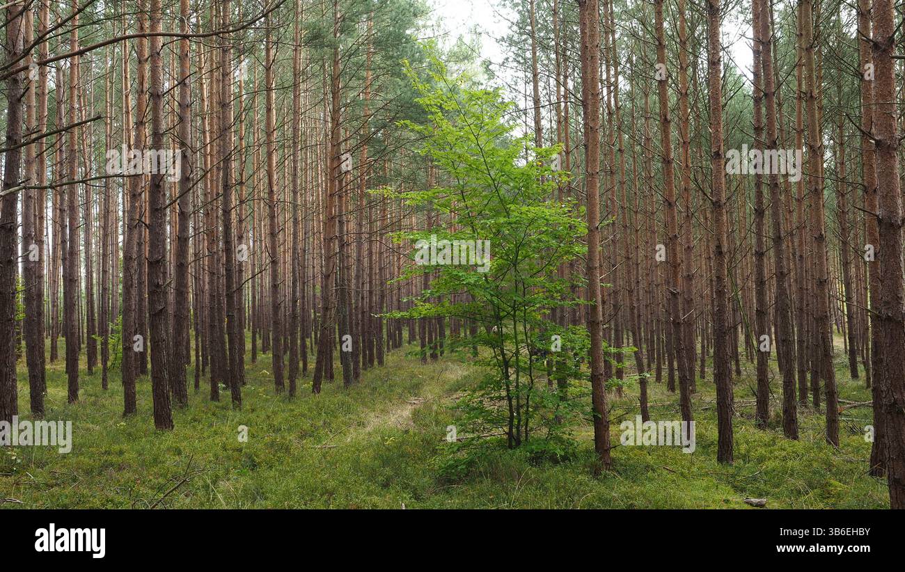 Green young pine trees hi-res stock photography and images - Alamy