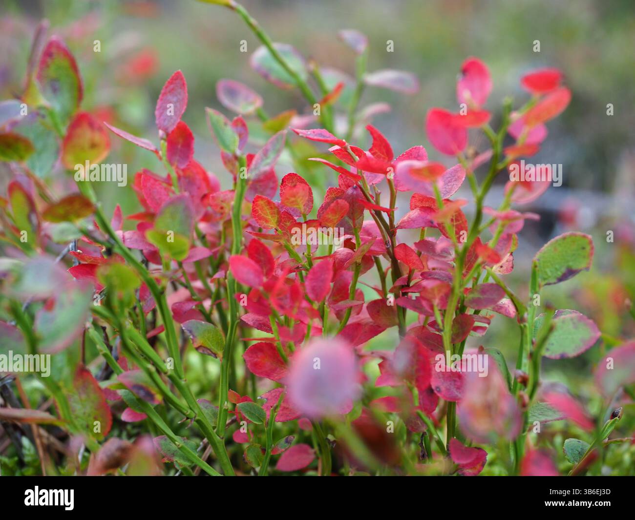 Red autumn blueberry leaves hi-res stock photography and images - Alamy