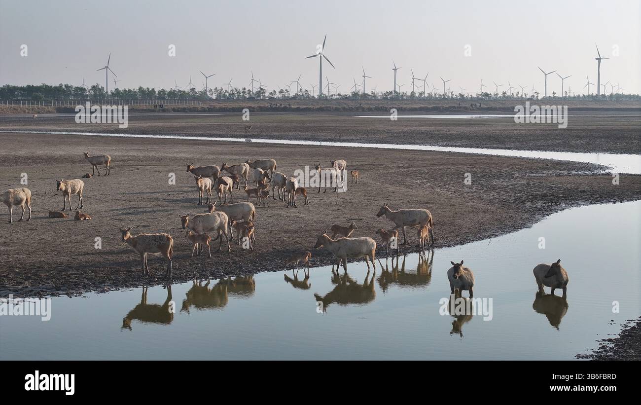 YANCHENG, CHINA - MAY 4, 2025 - Tourists are playing in the tidal flats ...