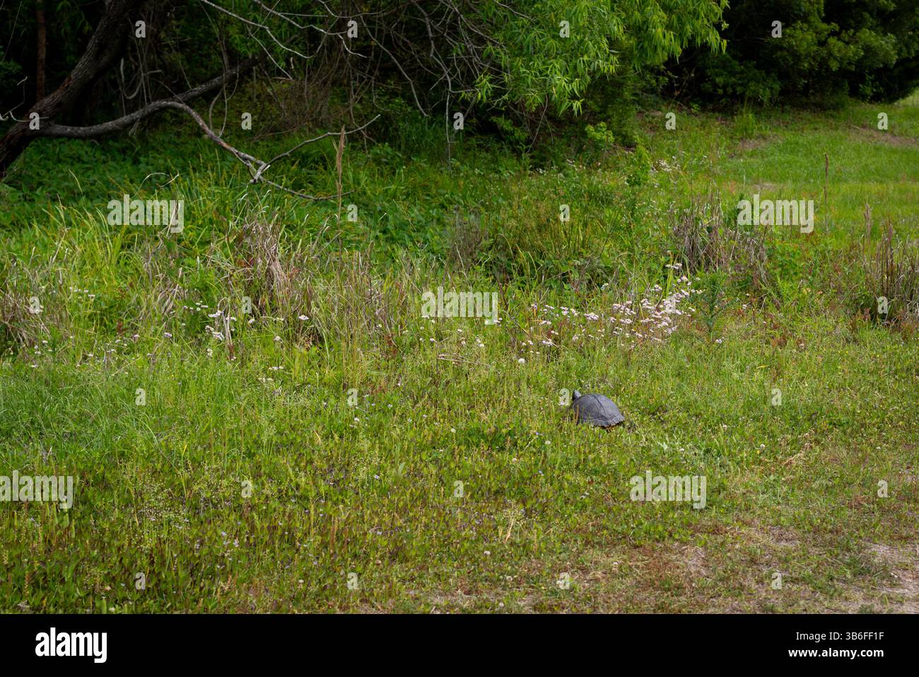 Carolina Box Turtle has crossed the road and is heading out into the ...