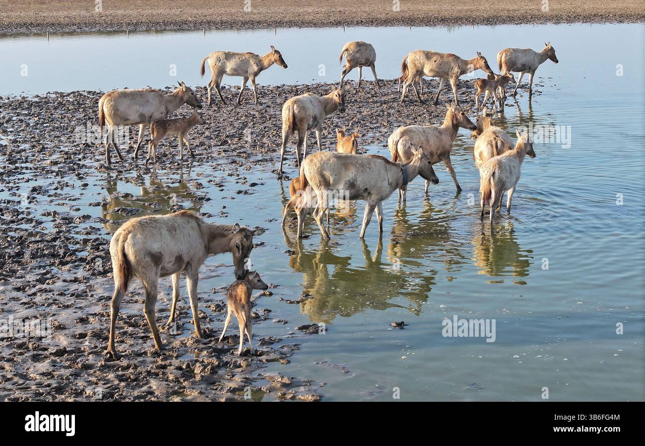 YANCHENG, CHINA - MAY 4, 2025 - Tourists are playing in the tidal flats ...