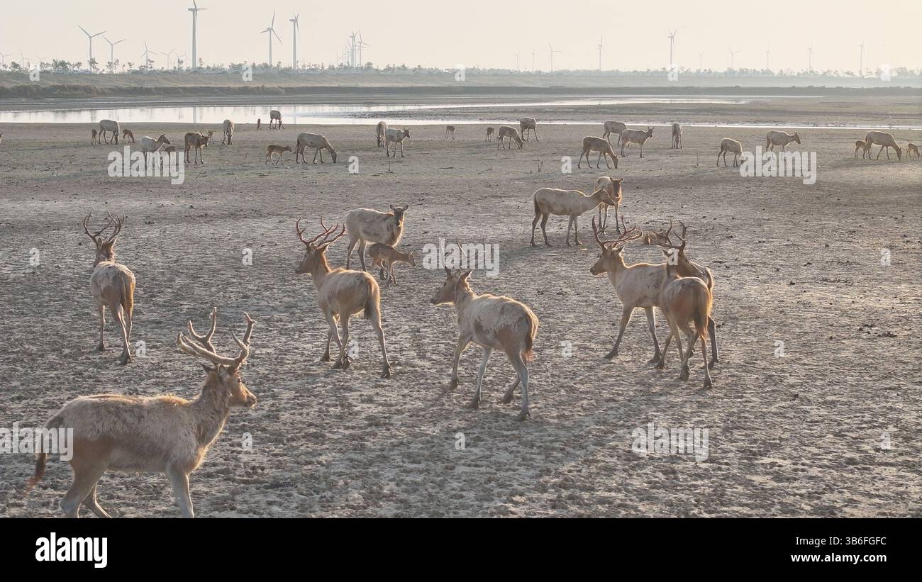 YANCHENG, CHINA - MAY 4, 2025 - Tourists are playing in the tidal flats ...