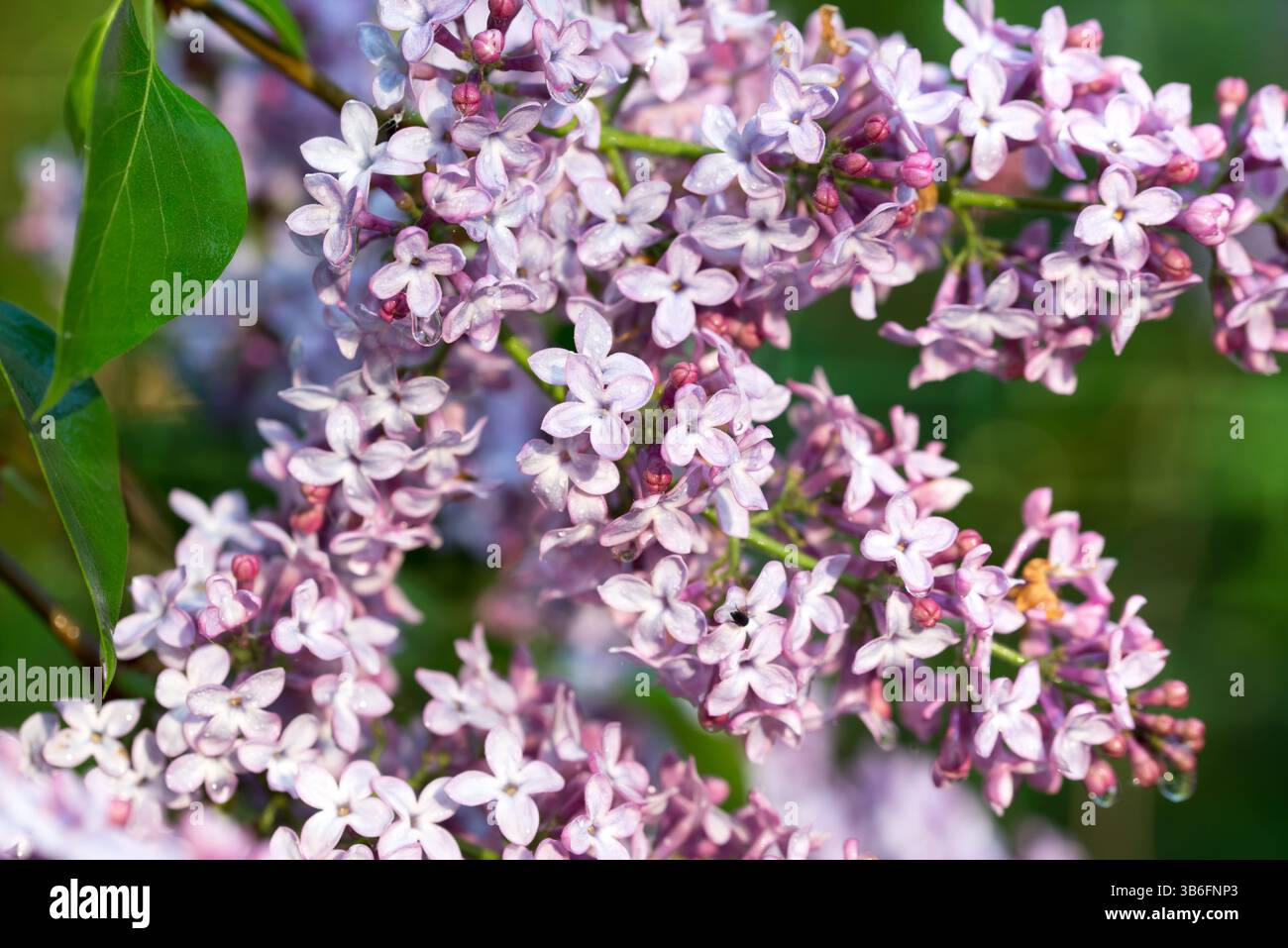 Common purple lilac syringa vulgaris hi-res stock photography and ...