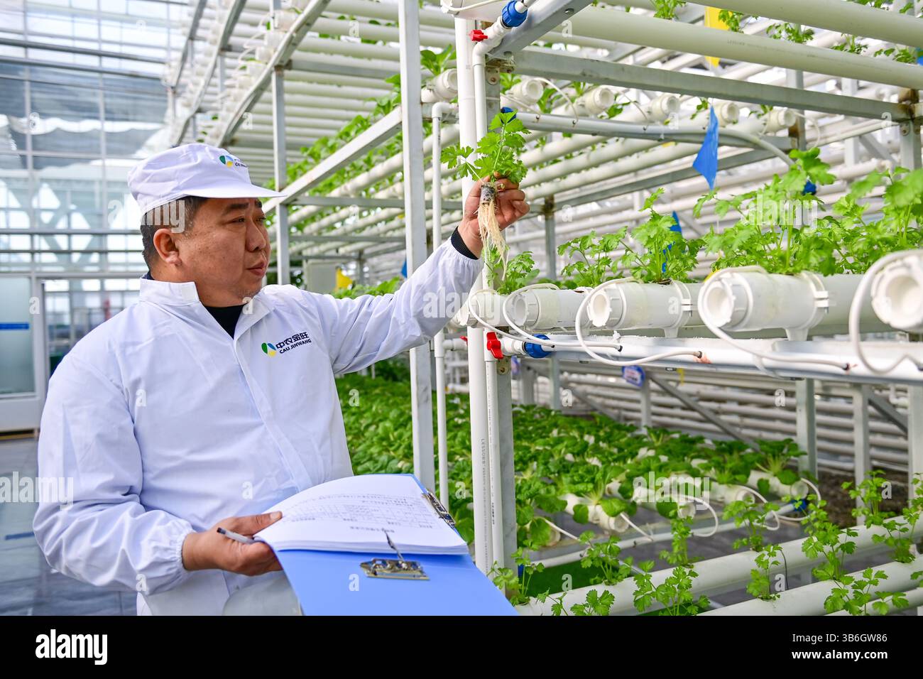 (250504) -- URUMQI, May 4, 2025 (Xinhua) -- Senior agronomist Yan Ji ...