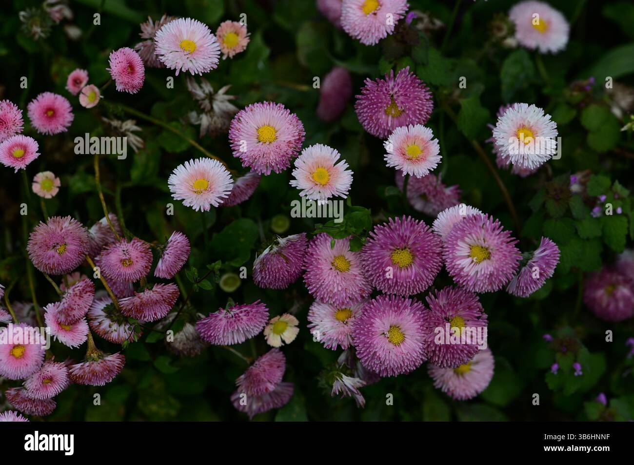 LONDON, UK. 3rd May, 2025. Bellis annua flowers at Victoria Embankment ...