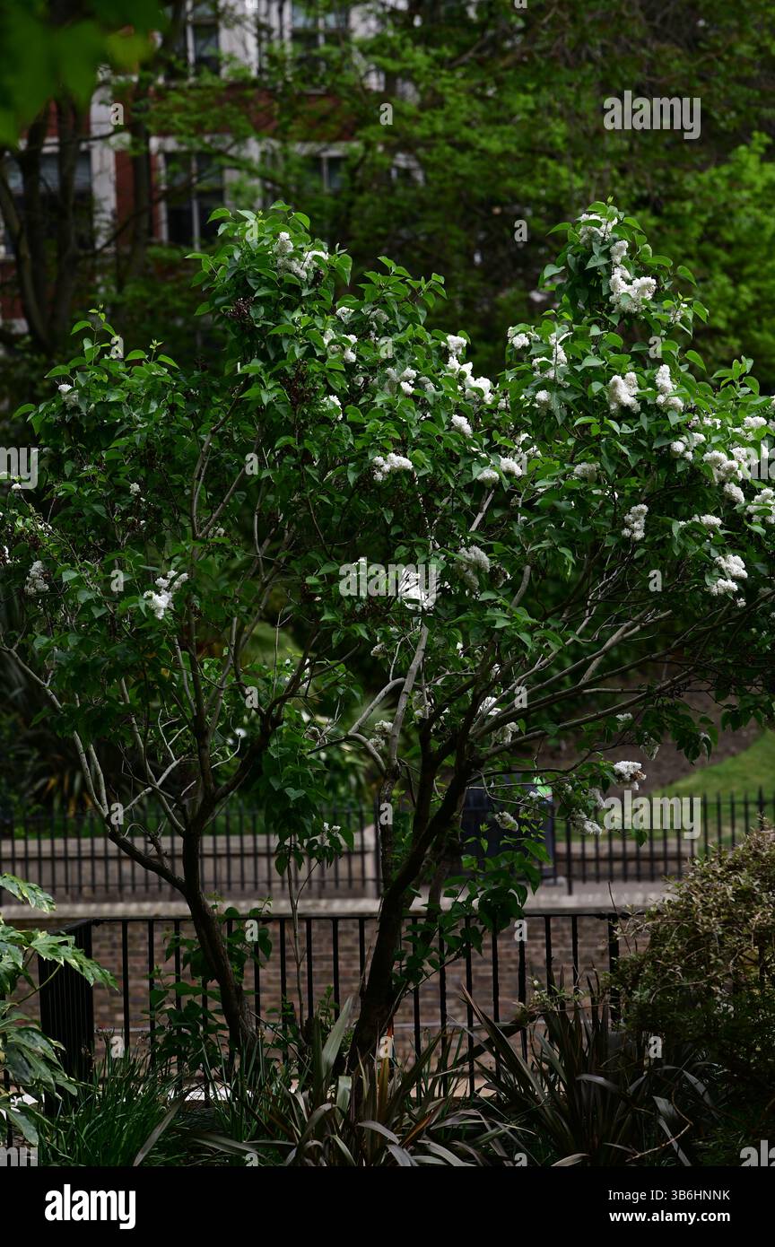LONDON, UK. 3rd May, 2025. Bellis annua at Victoria Embankment Gardens ...