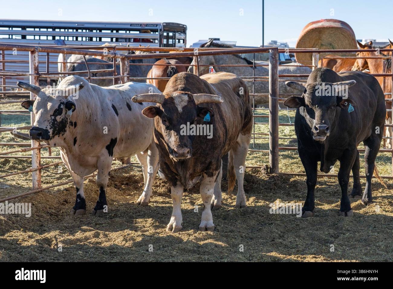 January 1, 2019, Monticello, Utah, United States: Brahman-cross bucking ...