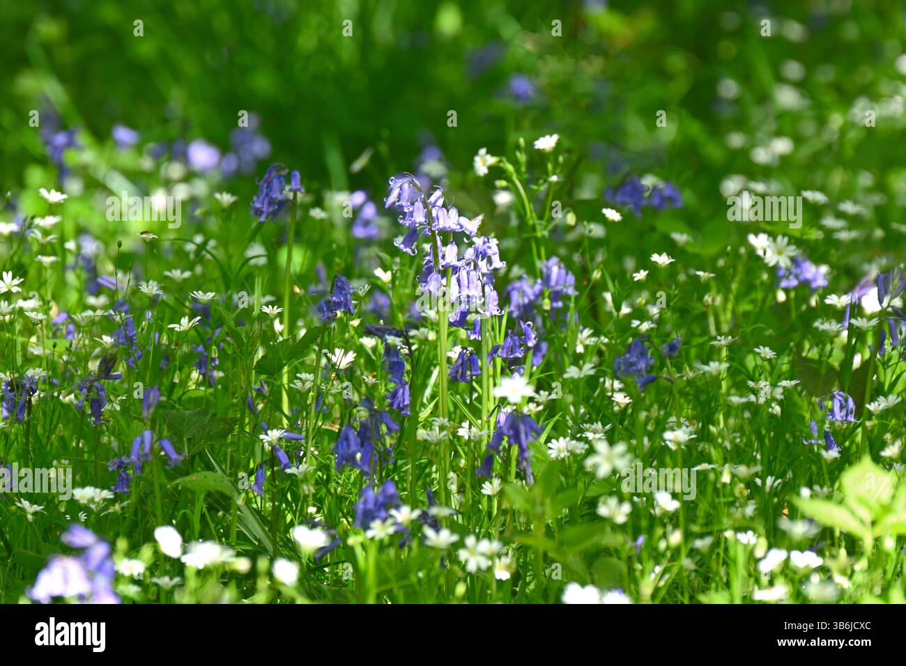 Beautiful blue spring flowers of English Bluebells, Hyacinthoides non ...
