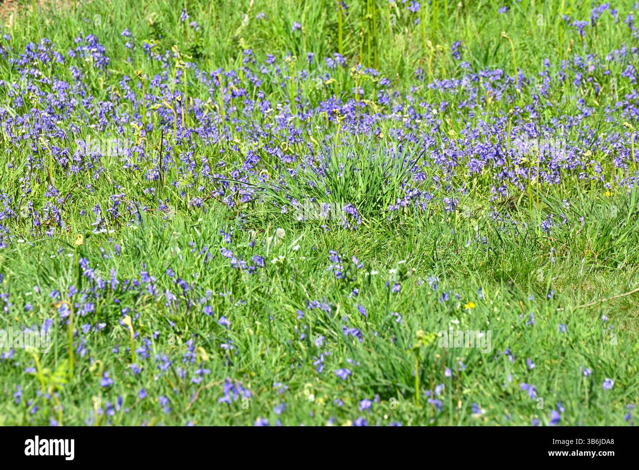 Beautiful blue spring flowers of English Bluebells, Hyacinthoides non ...