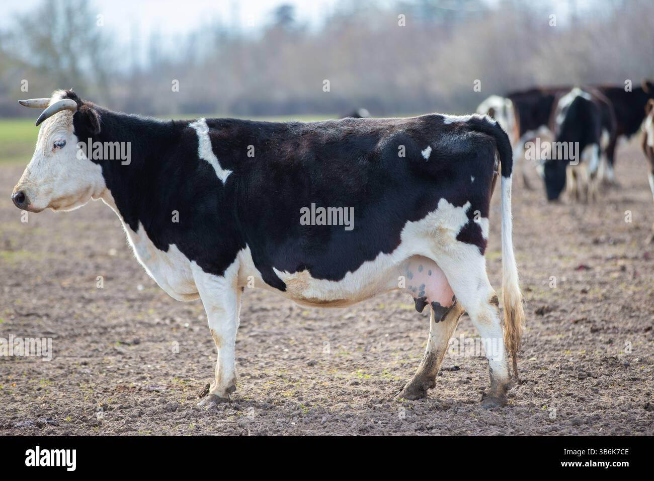 A cow with a large udder stands in a field. The cow is surrounded by ...