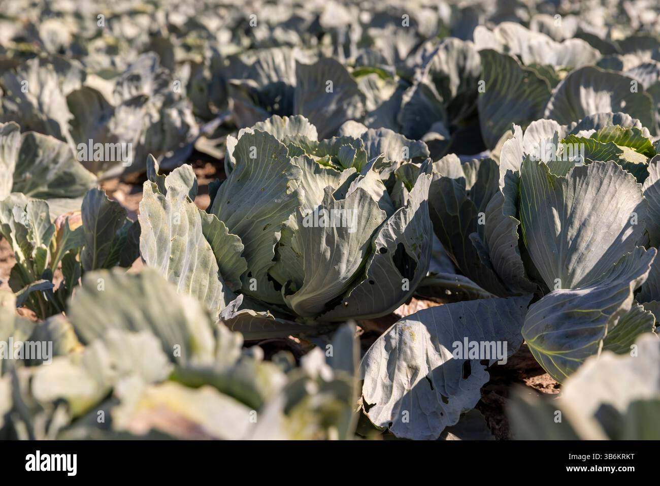 a monocultural field with green cabbage in September, a ripening ...