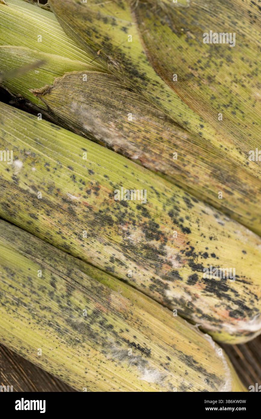 moldy leaves on a corn cob due to improper storage, spoiled corn cob ...