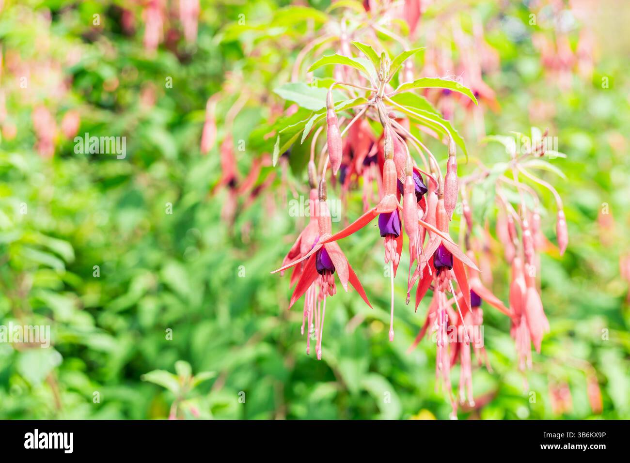 Beautiful fuchsia flowers hanging from a branch in a lush botanical ...