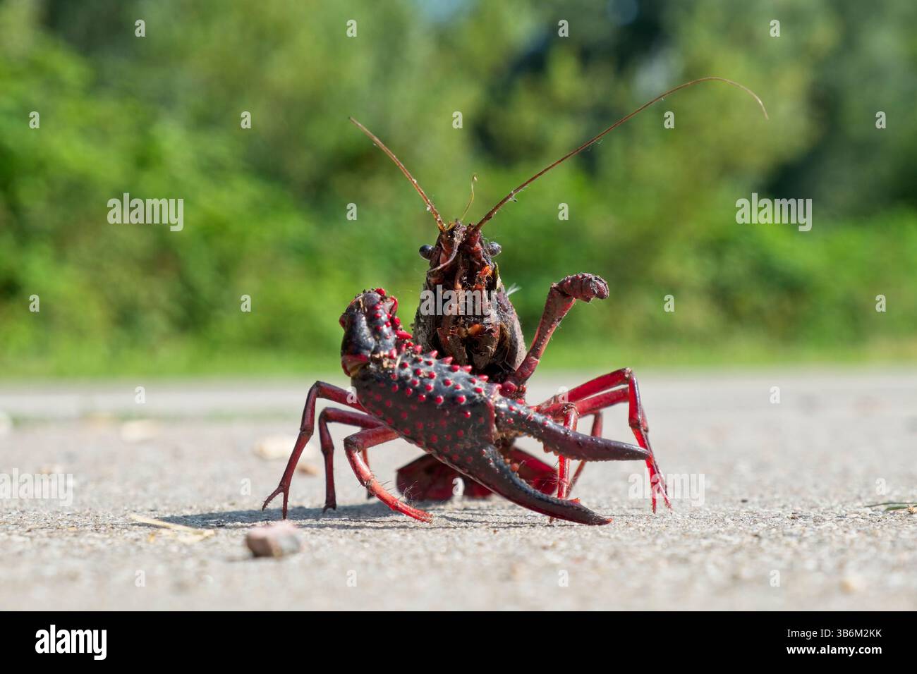Red swamp crayfish crossing the road Stock Photo - Alamy