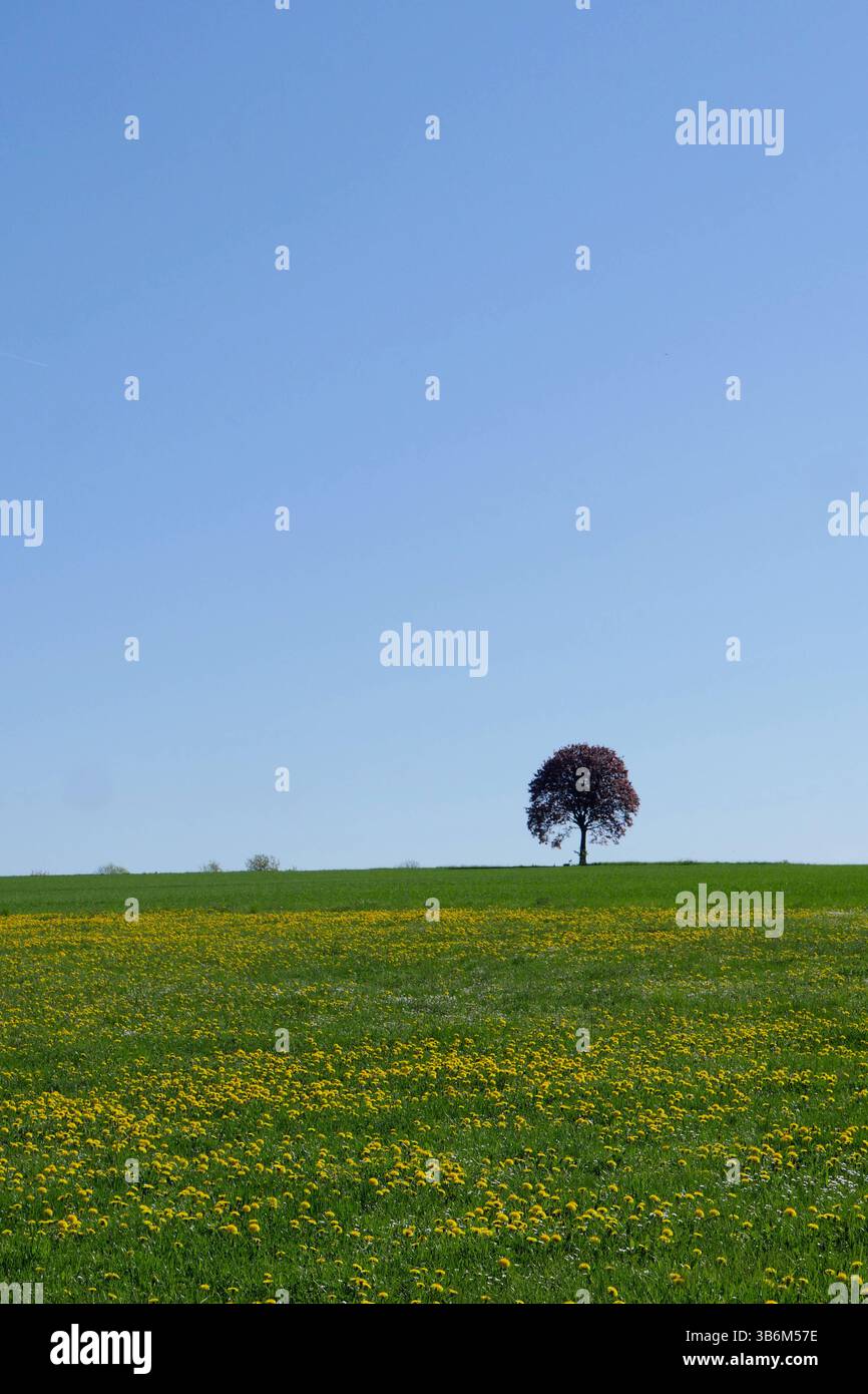 29.04.2025, einzelner Baum auf einer Blumenwiese. *** 29 04 2025 ...