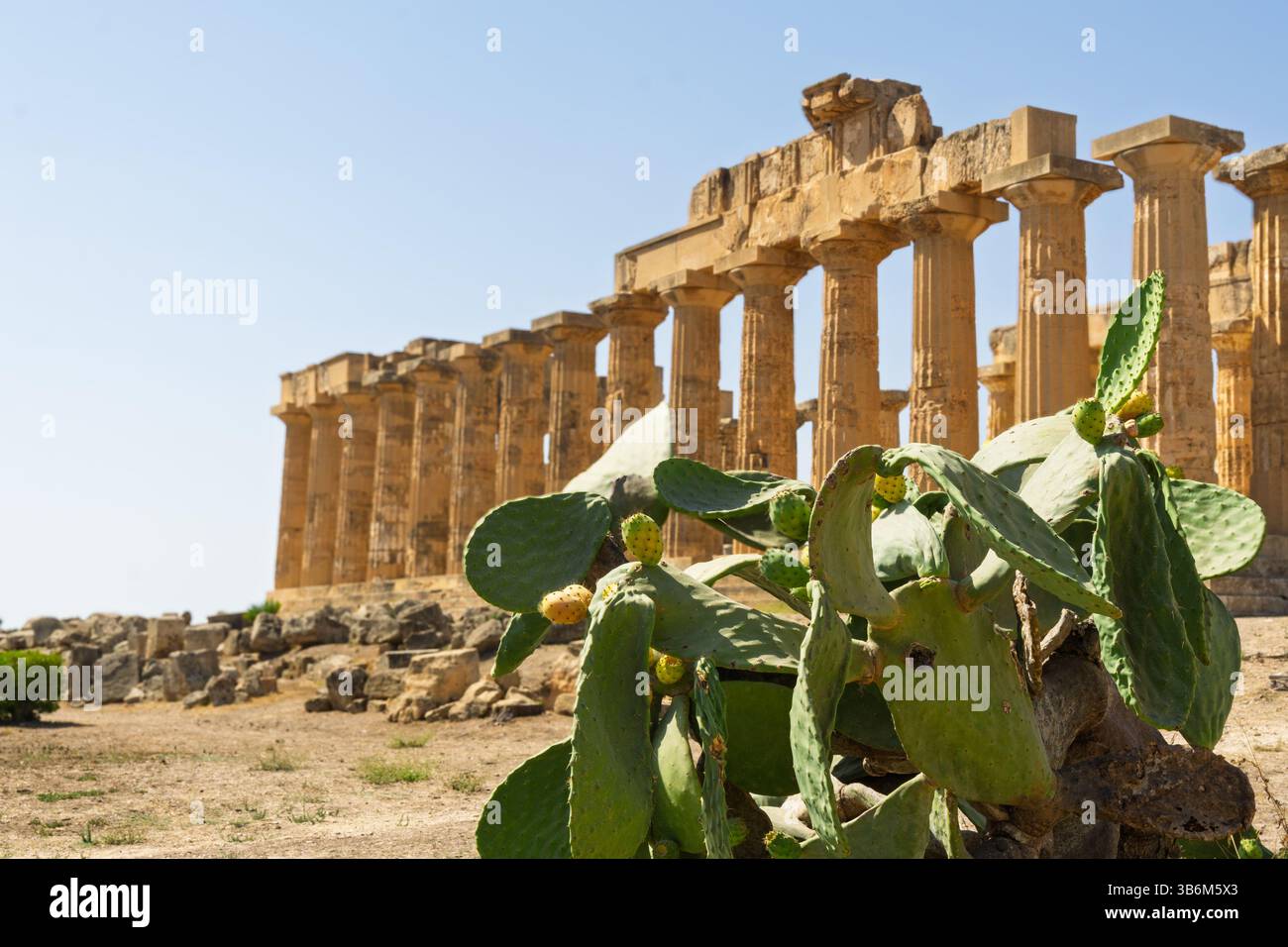 Prickly pear cactus growing in front of the ancient Greek temple in ...
