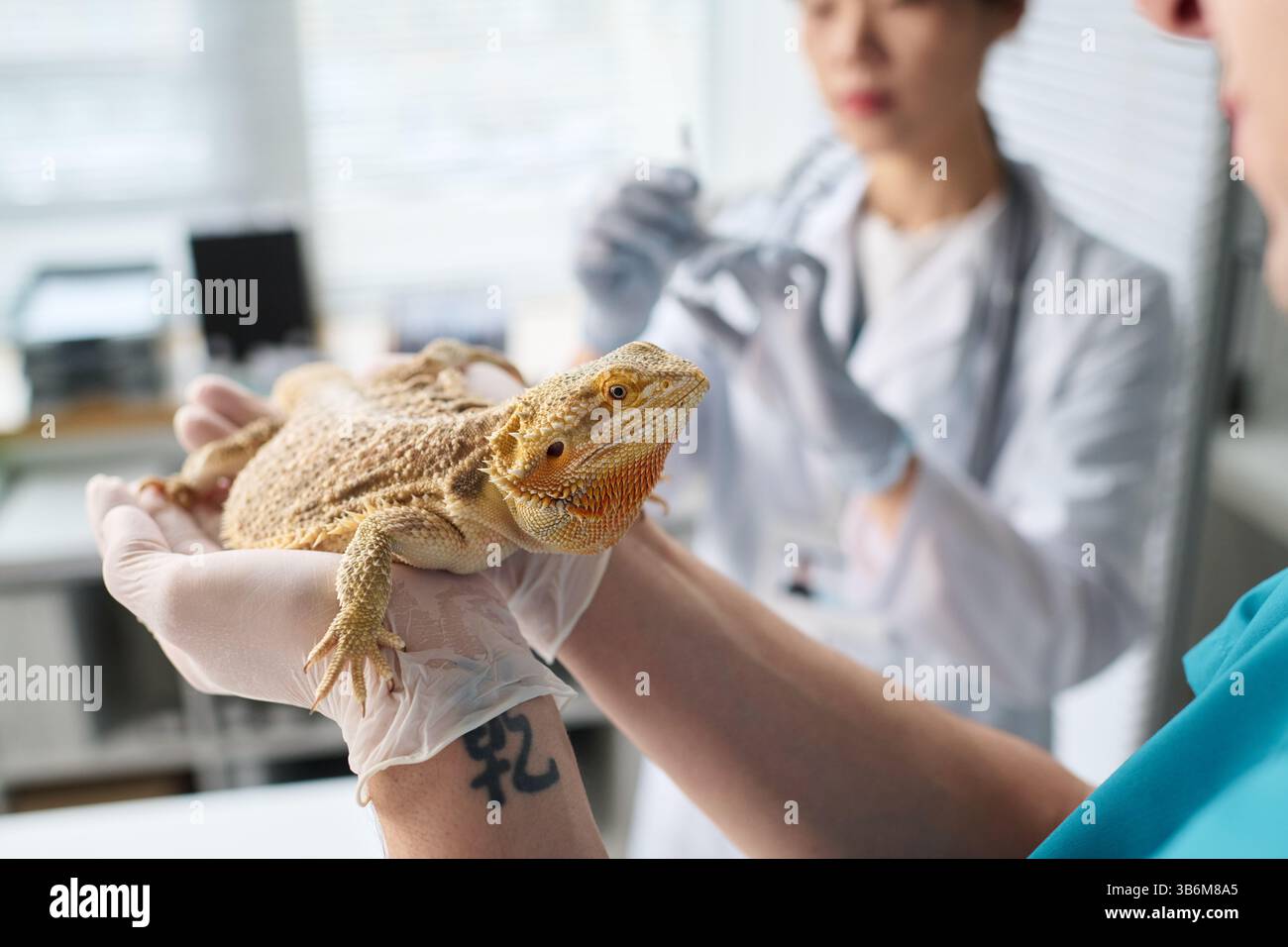 Man holding pet lizard hi-res stock photography and images - Alamy