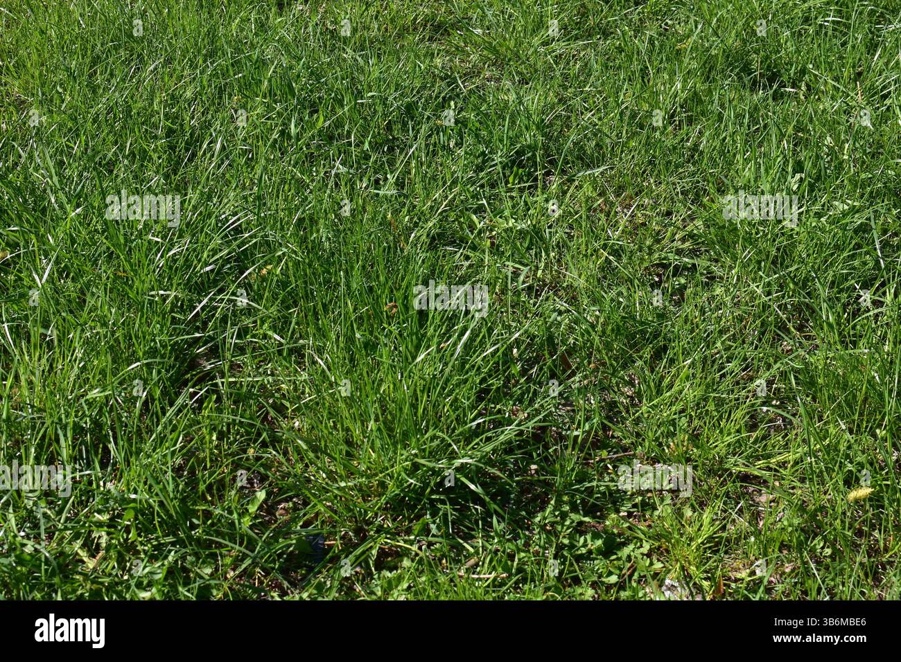 Long green grass background. Messy grass closeup. Uncut lawn in sunny ...